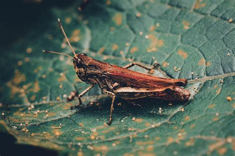 Jumpy Boi R Macroporn