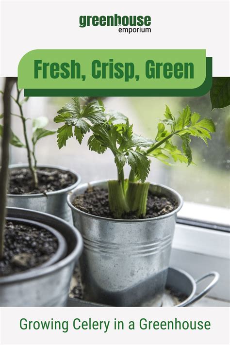 How To Grow Celery In Greenhouse At Madison Calder Blog