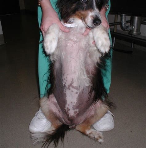 17 Sex Hormone Dermatoses Canine Small And Large Animal