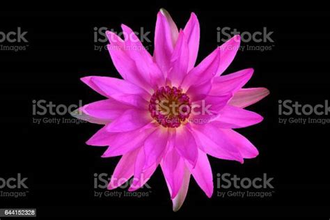 클로 우즈 업 검정색 배경에서 분리 하는 수련 또는 로터스 꽃 피 0명에 대한 스톡 사진 및 기타 이미지 0명 공원 꽃 나무 Istock