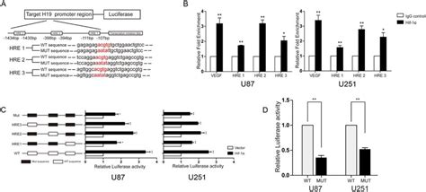 Hypoxia Response Elements Hres In The H19 Promoter Are Not The Only Download Scientific