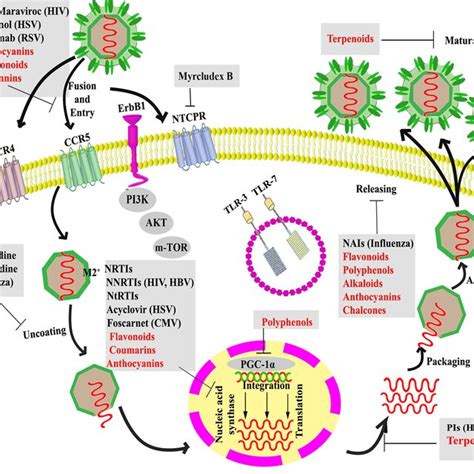 The Substitution Pattern Of Flavylium Cation Forming The Download Scientific Diagram
