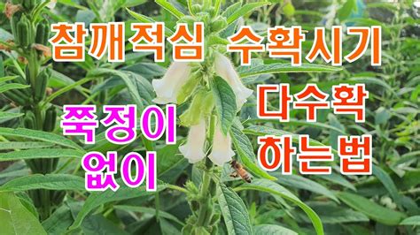 🌱 참깨 수확 전 꼭 해야 할 일 참깨 순지르기 적심 및 수확시기 Youtube