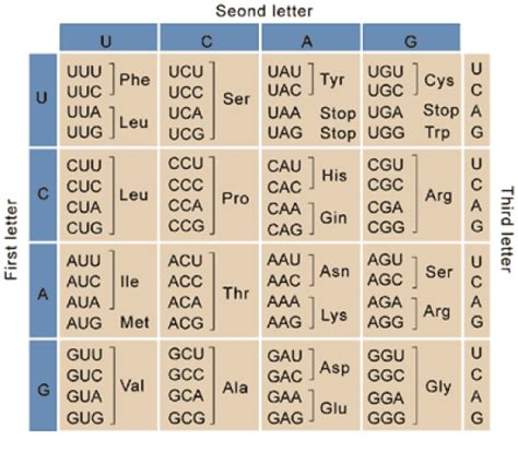 Difference Between Codon And Anticodon Definition Features Comparison