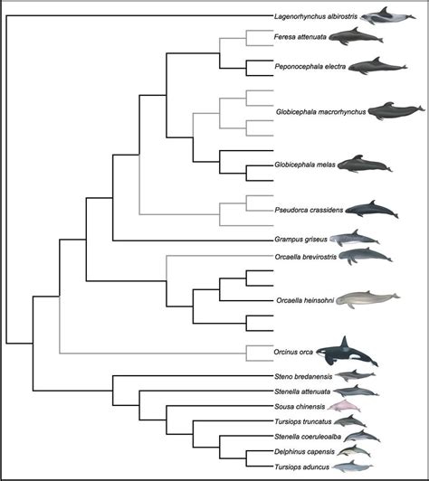 Evolutionary Tree Blue Whale At Ruth Townsend Blog