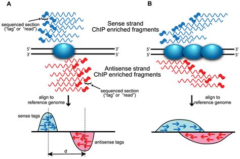 Four Applications Of Chip Seq Analysis Gofameus