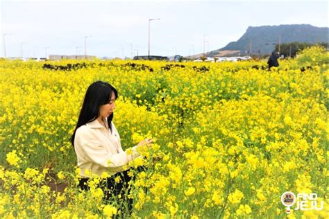 제주 성산일출봉 제주도 성산유채꽃재배단지 제주 볼거리 먹거리 추천 네이버 블로그
