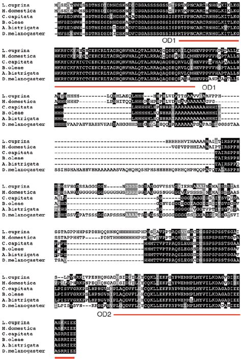 Multiple Sequence Alignment Of The Nonsex Specific Regions Of DSX Download Scientific Diagram