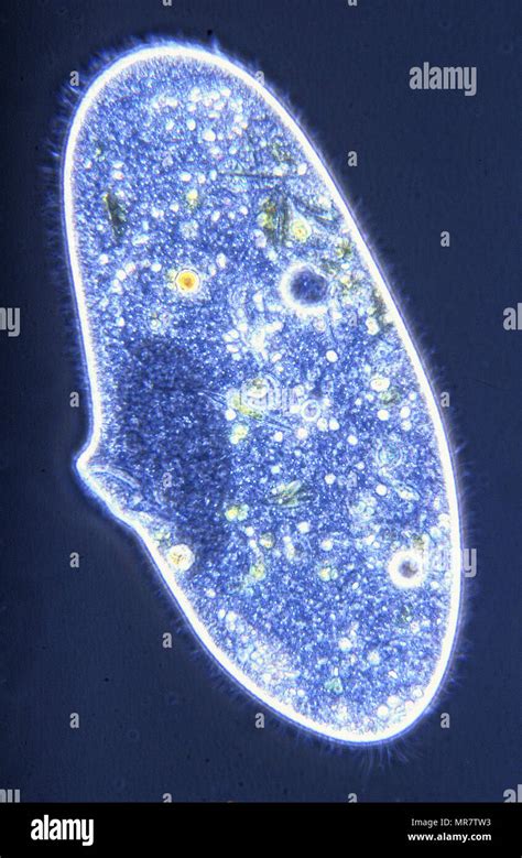 Protozoa Under Microscope 10x