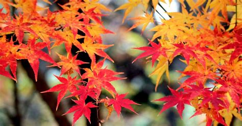 [포토친구] 단풍 꽃