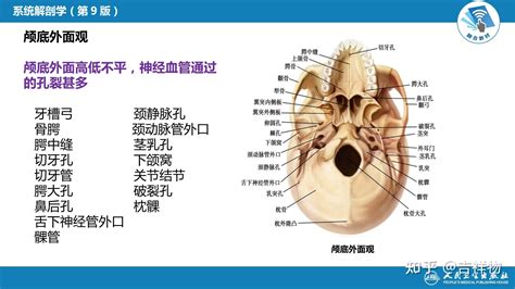 系统解剖学笔记1 颅骨 知乎