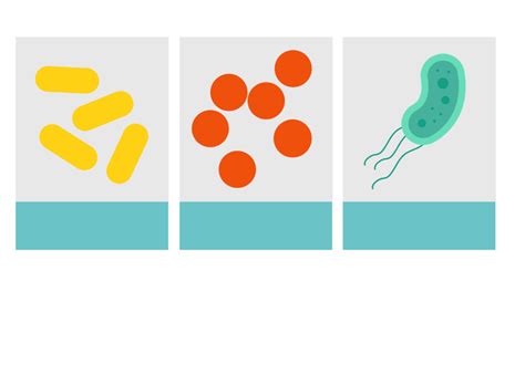 Bacteria Diagram Quizlet