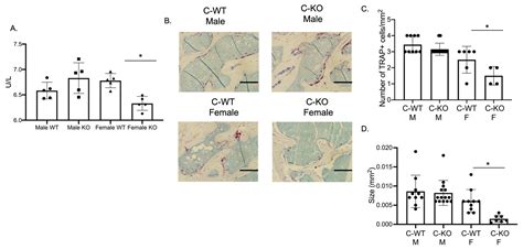 Conditional Loss Of Mef2c Expression In Osteoclasts Leads To A Sex