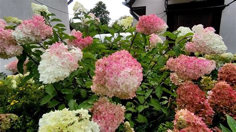 30 августа 2023 г Гортензии меняют цвет Youtube