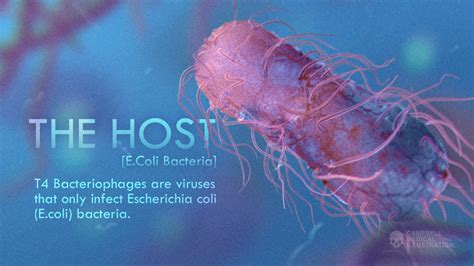 Medical Illustration Viral Replication Behance