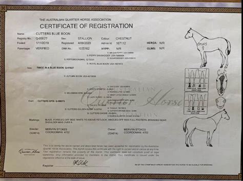 Top Gun Horse Training Added A Top Gun Horse Training