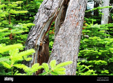 Split Tree Trunk Hi Res Stock Photography And Images Alamy