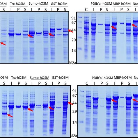 Expression Of The Eight Osm Fusion Proteins In Bl21 De3 Host Cells Download Scientific