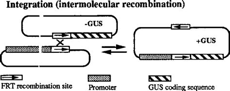 Figure 1 From Activity Of Yeast Flp Recombinase In Maize And Rice