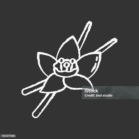 검은 배경에 바닐라 분필 흰색 아이콘 아로마 꽃과 바닐라 오키드포드 향기와 맛 화합물 화장품 공장 달콤한 베이킹 성분 격리된 벡터 그림 0명에 대한 스톡 벡터 아트 및 기타