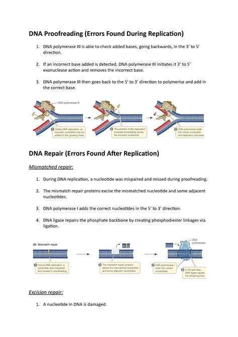 DNA Proofreading And Repair DNA Proofreading Errors Found During Replication DNA Polymerase