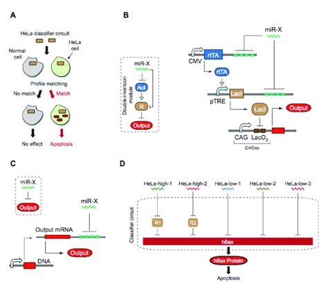 High Level Architecture Of A Cell Type Classifier 16 A Schematic