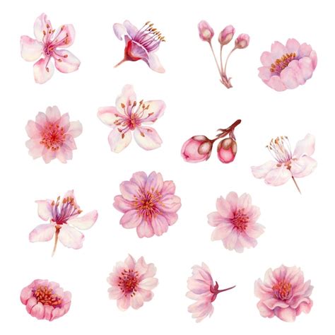 水彩画の春の桜の花日本の桜咲くリアルなピンクの花びらのイラスト プレミアム写真