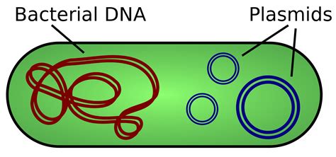 Recombinant Dna A Understanding For Igcse Biology 5 12 5 13 5 14 5 8 Pmg Biology