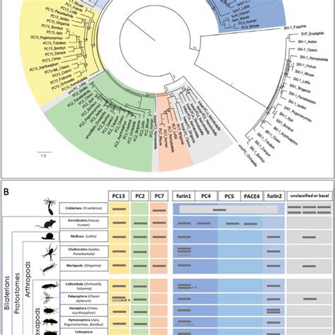 Genomic Evolution Of Subtilisin Like Prohormone Convertases A Gene