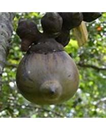 Coconut Detection Single Object Image Dataset Object Detection