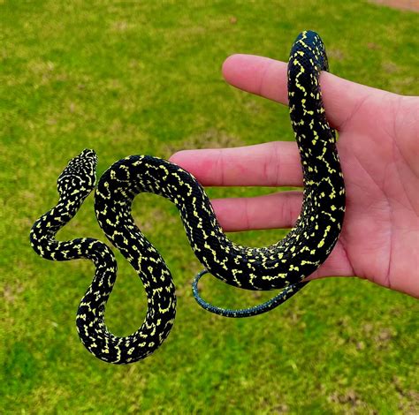 Native Scales Our Male In Case The Hide Didnt Give Away His Sex Daintree Jungle Python