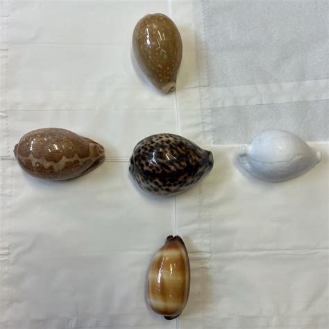 Shell Collector Etsy