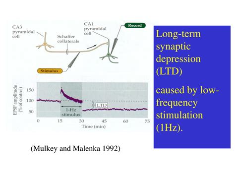 Ppt Distinct Memory Systems Mediating Declarative Emotional And