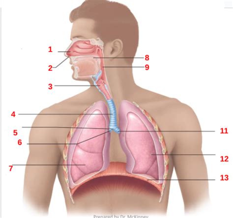 Anp 2 Lab Final Respiratory System Part 1 Flashcards Quizlet