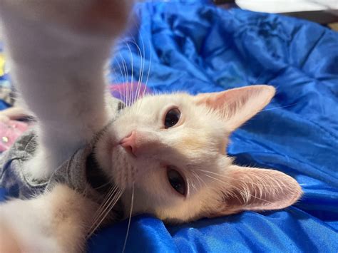 Estrous Cycles And Menstrual Cycles Ive Noticed That My Unspayed Cat