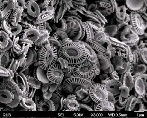 Sem Image Show Coccoliths From E Huxleyi As Both Individual Coccoliths