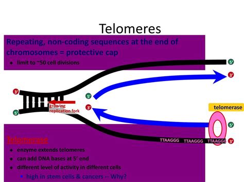 Dna Replication Ppt Download Dna Replication Ppt Download