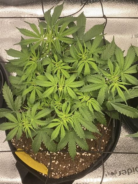 Very Early Lst Update 21 Days Vs 28 Days Vs 35 Days Purple Punch Auto R Autoflowers