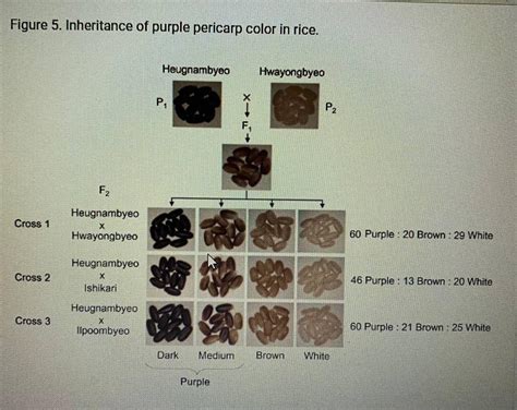 Solved Using Notation Such As Pp Pp And Pb Pb What Is The