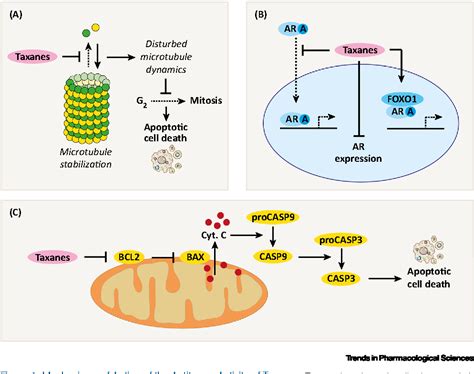 Table 2 From Improving Taxane Based Chemotherapy In Castration Resistant Prostate Cancer