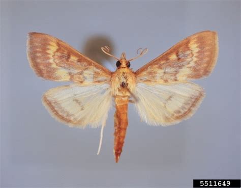 Maize Asian Corn Borer 115