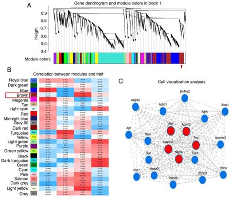 Weighted Gene Correlation Network Analysis A A Total Of 32883 Genes