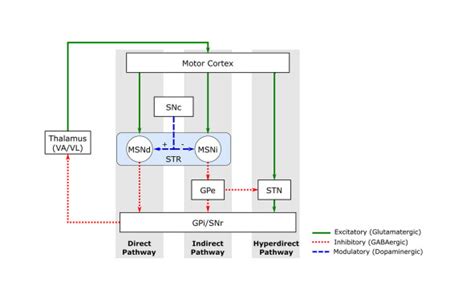 Models · Netpyne Open Source Package For Neuronal Networks