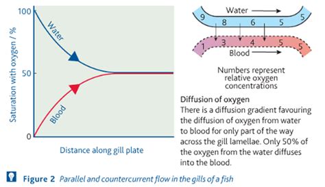 As Biology Ms Timms Countercurrent And Parallel Current Principle