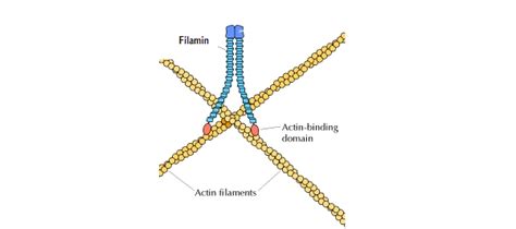 Actin Filaments Function And Structure Video And Lesson Transcript