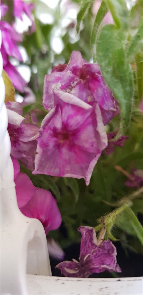 Phlox Divaricata Picturethis
