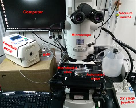 Researchers Use Optogenetic Light To Block Tumor Development Kurzweil