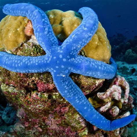 Blue Sea Star