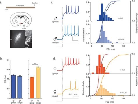 Figures And Data In Sexually Dimorphic Neuronal Responses To Social Isolation Elife