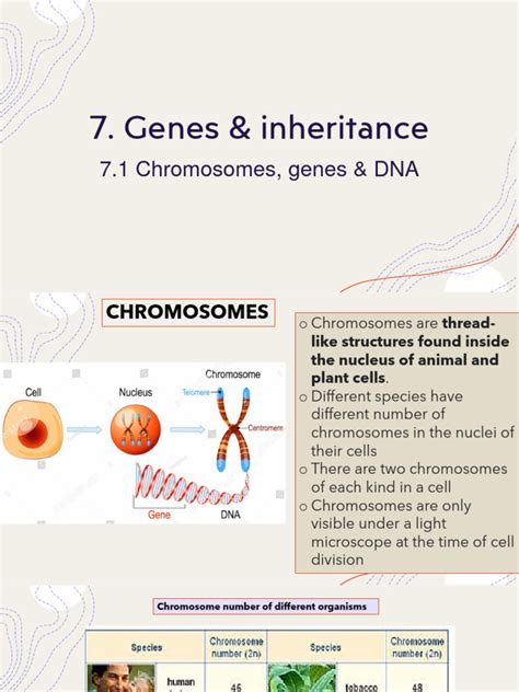 Genes Inheritance Pdf Chromosome Sex